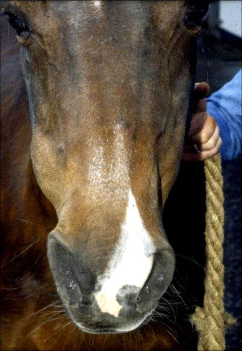 20 Raisons de faire examiner la bouche de votre cheval